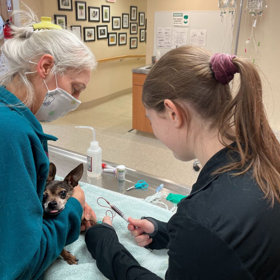 Best Vet Hospital In Foxborough MA | Foxboro Animal Hospital