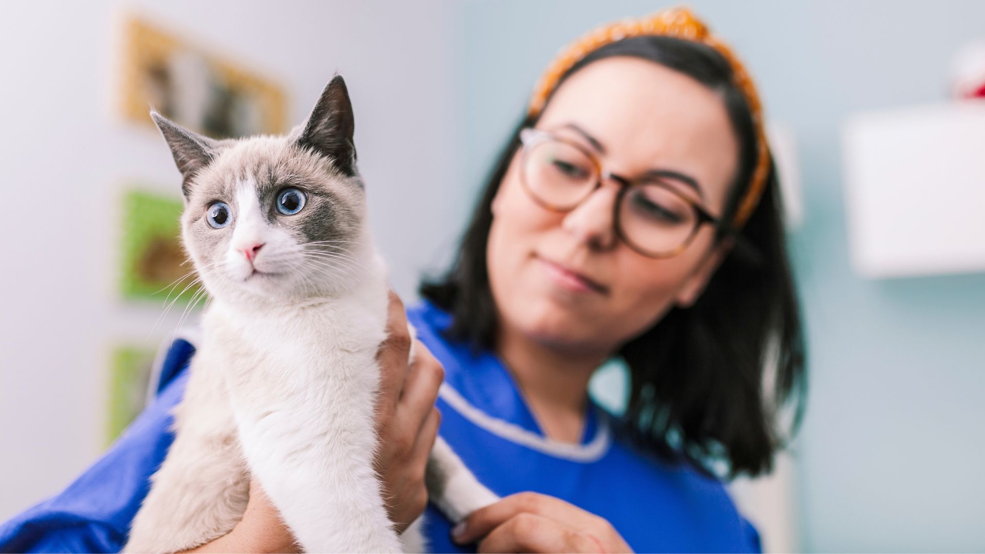 Foxborough, MA Veterinary Jobs | Foxboro Animal Hospital
