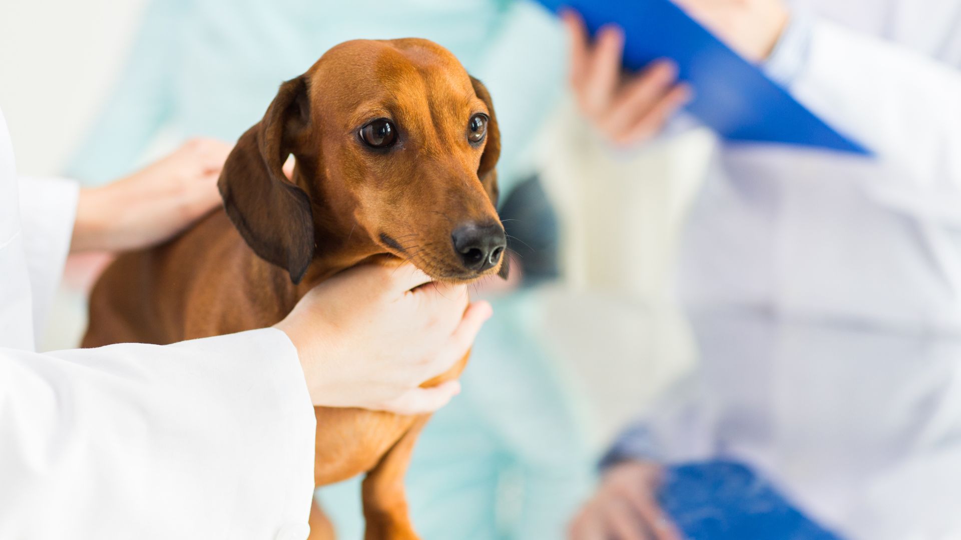 Emergency Pet Resources | Foxboro Animal Hospital