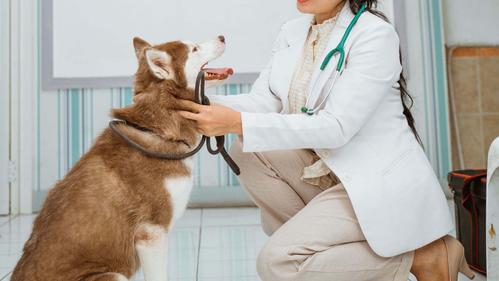 New Client Form | Foxboro Animal Hospital