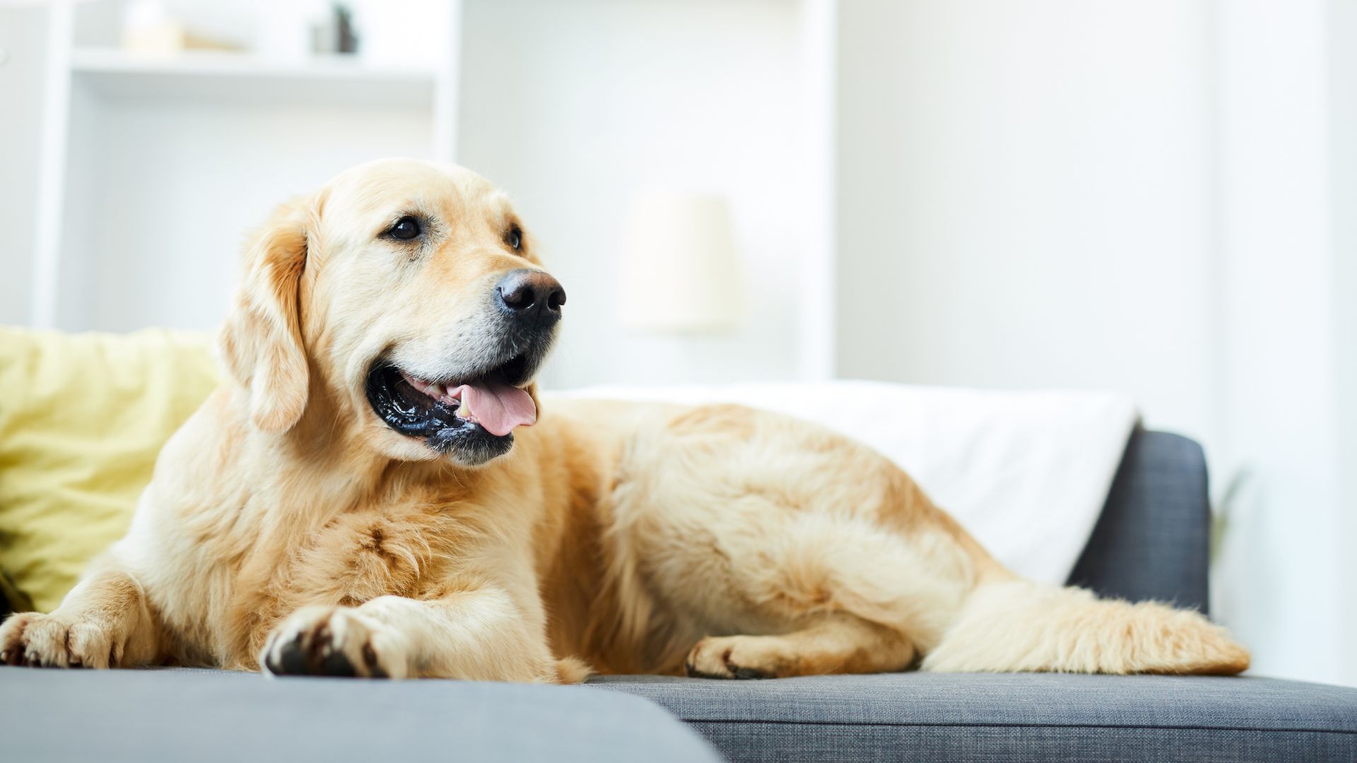 Payment Options For Veterinary Care | Foxboro Animal Hospital
