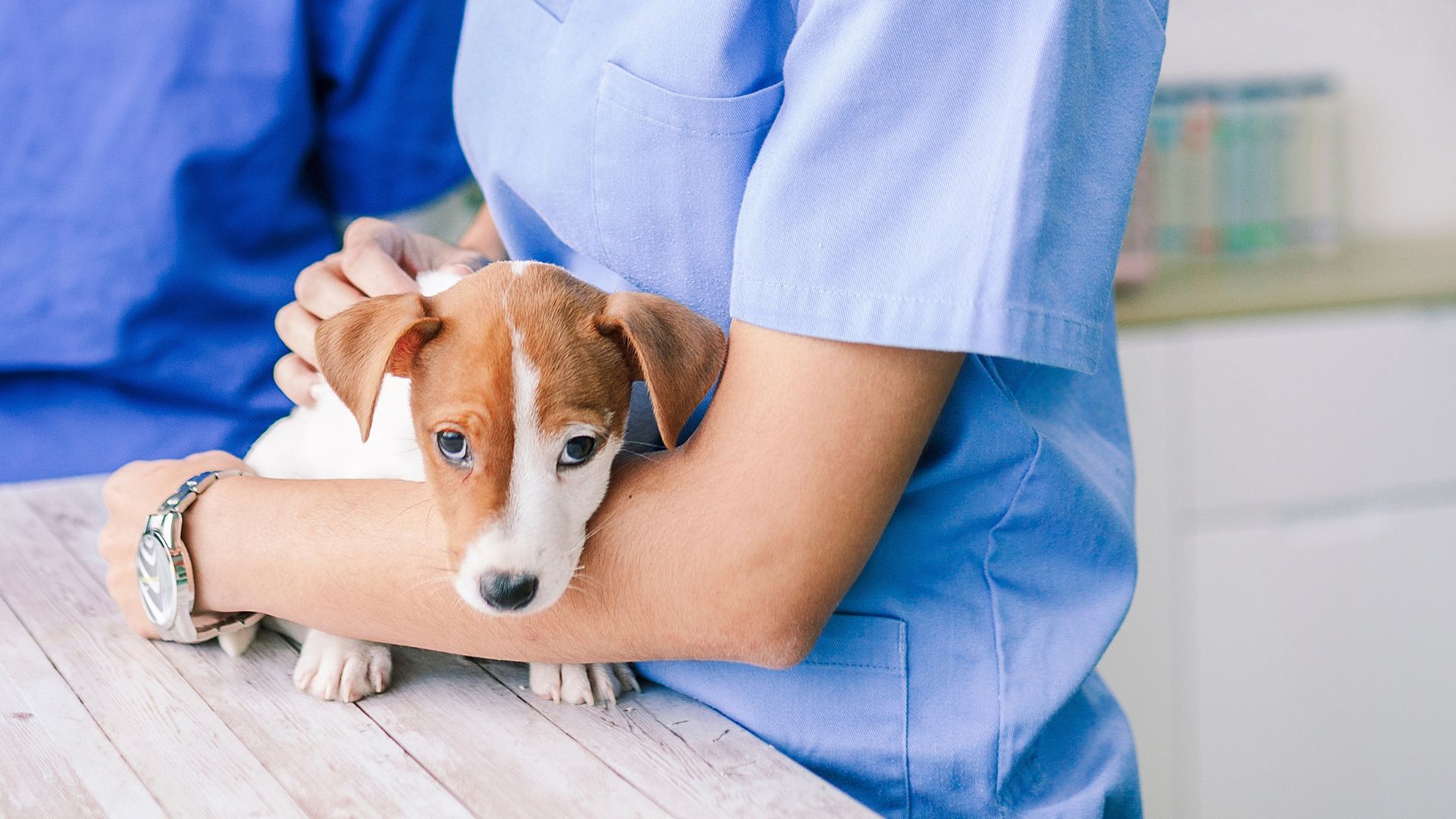 Sick Pet Visit In Foxborough, MA | Foxboro Animal Hospital