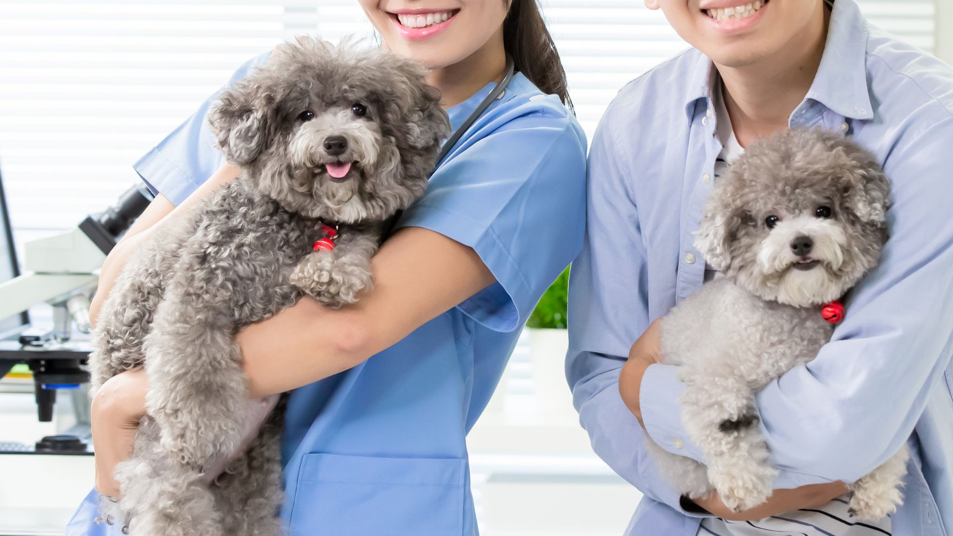 Foxborough, MA Veterinary Services | Foxboro Animal Hospital